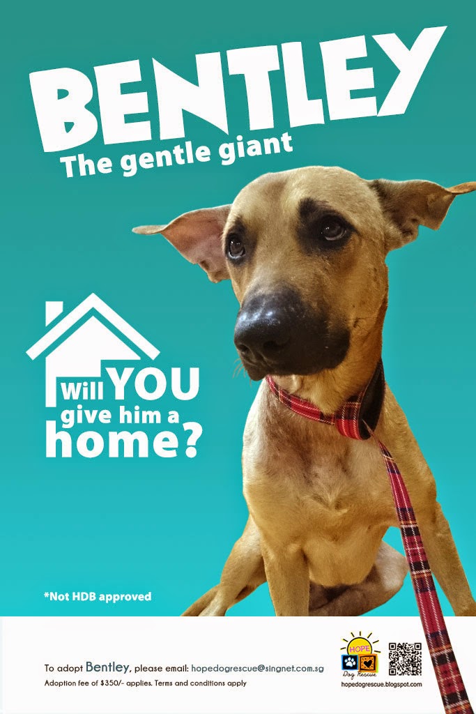 HOPE Dog Rescue: Updates on Bentley