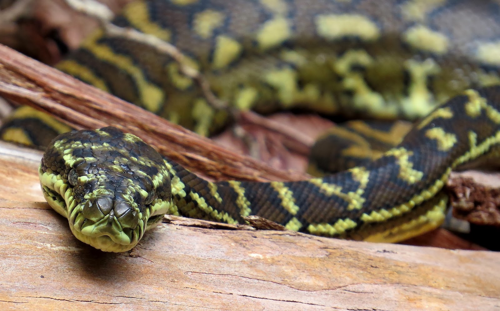 Reptiles of South-east Queensland