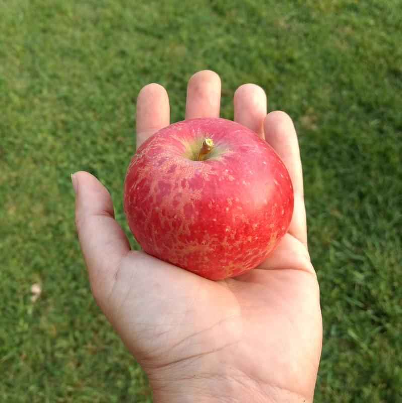 The Gardening Me: More Than I Can Chew