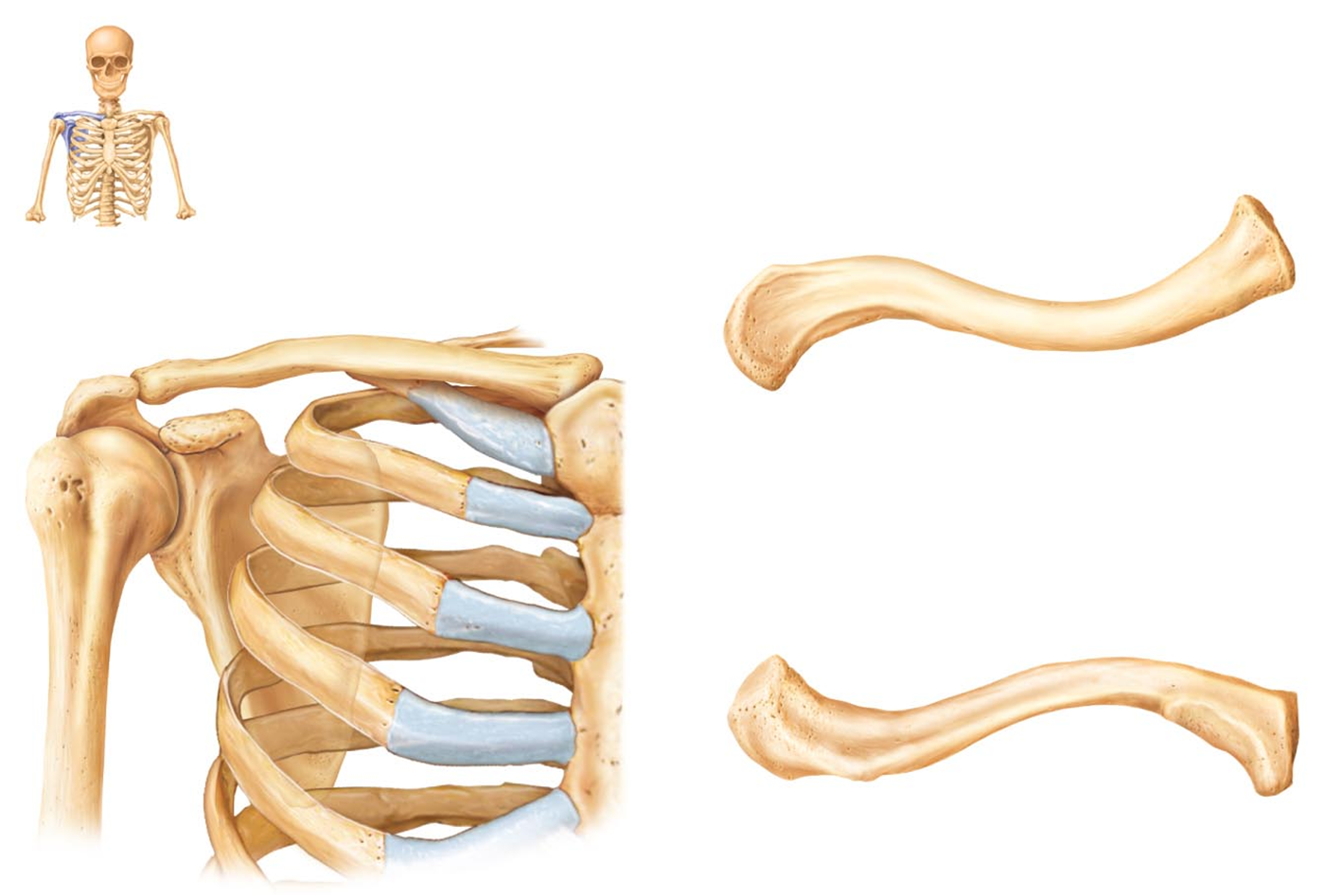 A sexy clavicle thread for sexy clavicles.; bb, I don't care if you ...