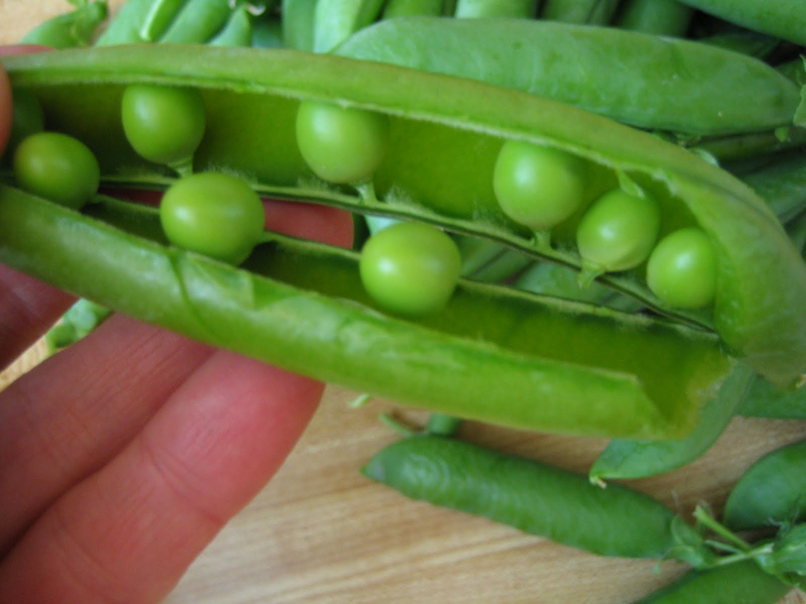 Page Street Garden: Bumper crop of alderman and maxigolt peas