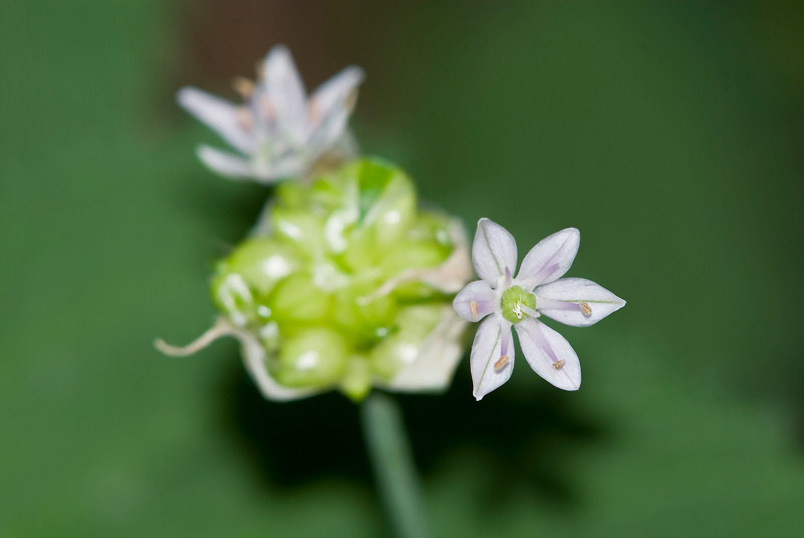 Indiana Plant A Day: Meadow Garlic
