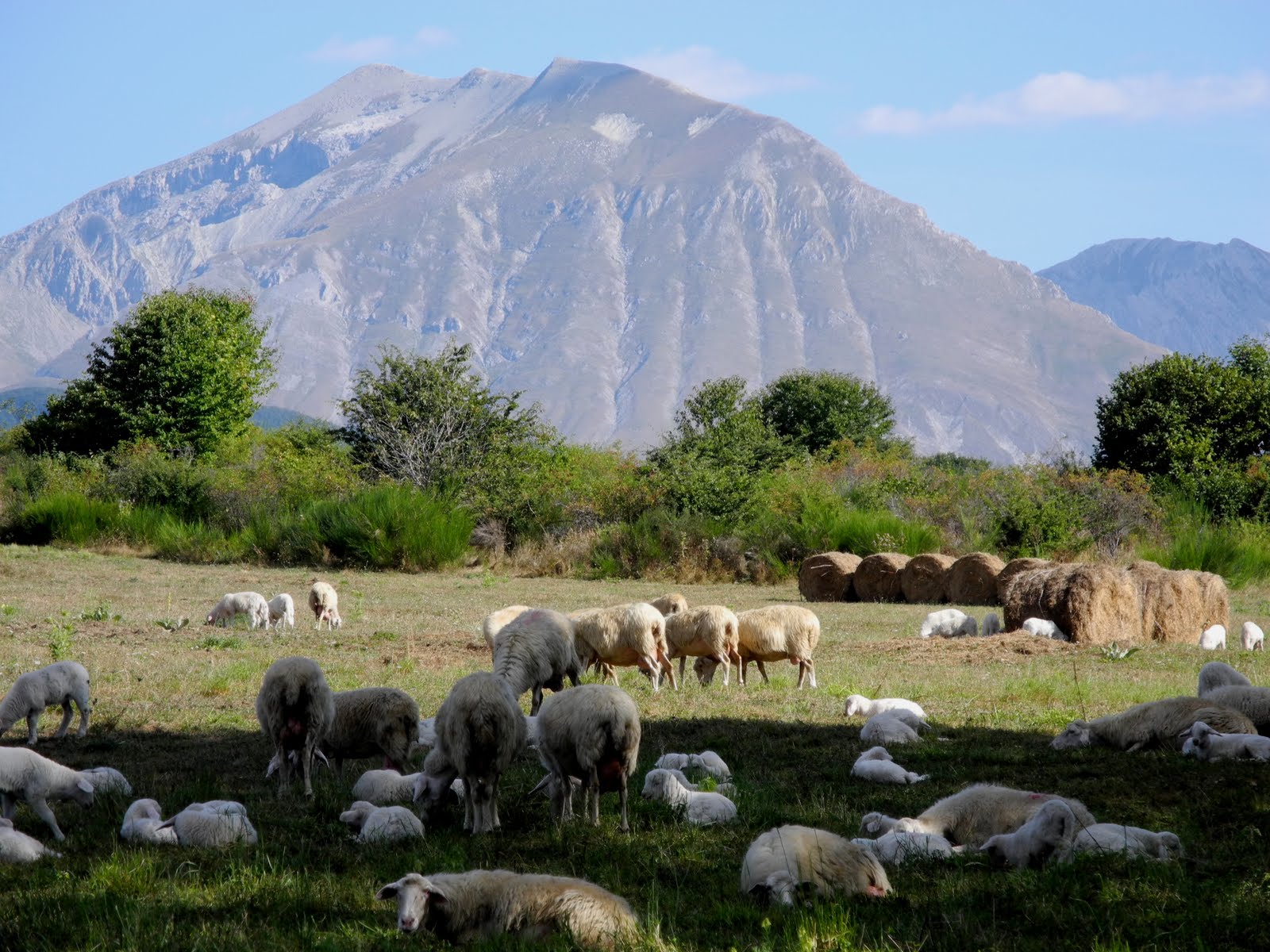 Pampelmuse: Panzanella a modo mio / Berardino Perilli, pecore e ...