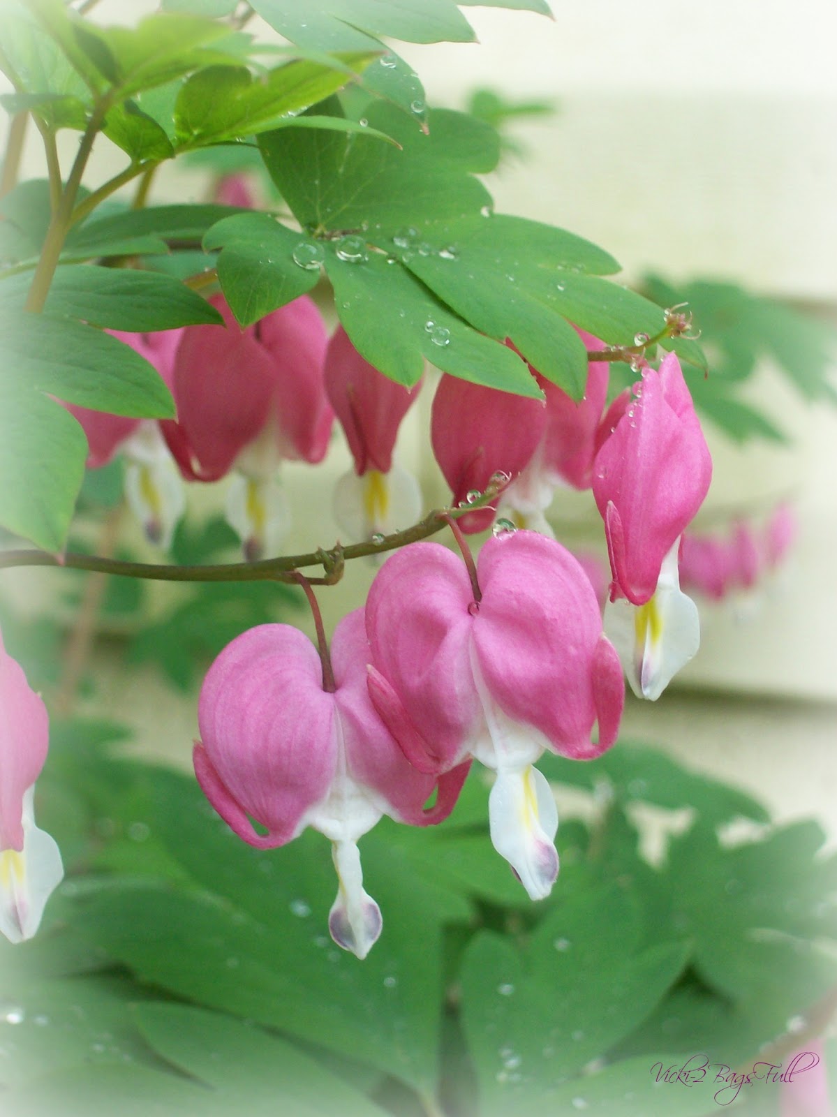 2 Bags Full - My adventures in travel, knitting, and the blessings of ...