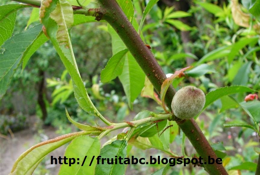 Inheems- en uitheems fruit: Perzik- en nectarinevruchten uitdunnen ...