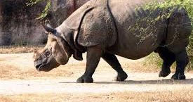 Mengenal Badak Bercula Satu Ujung Kulon - Gaya Dan Menarik