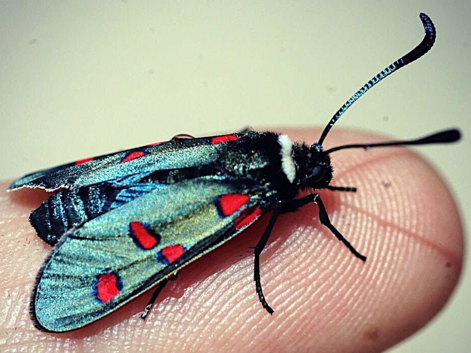 Taxonomia Comunidad Valenciana: Parque Natural de Chera-Sot de Chera