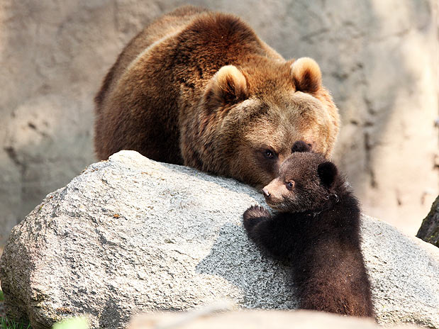 Biologia: Urso Arctos