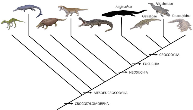 BLOG KEVIN GALEANO HOYOS NOVENO B: Evolucion del cocodrilo
