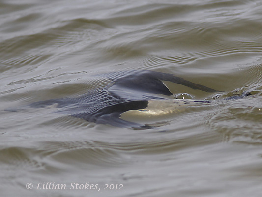 Birding Is Fun!: Flying Penguins, Dead Razorbills and the Big Birding ...