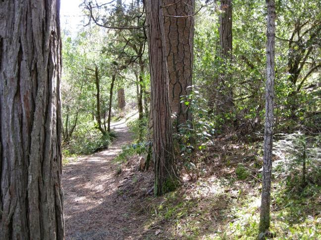 Hiking Sasquatch Country: 20 Limpy Creek Falls Trail