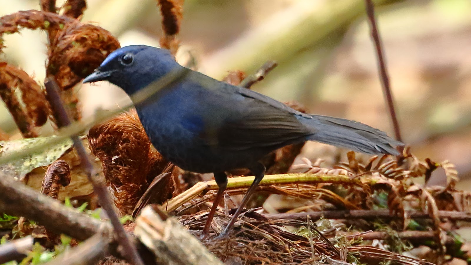 Birding ! Driving ! Soul-searching !: Robin / Shama