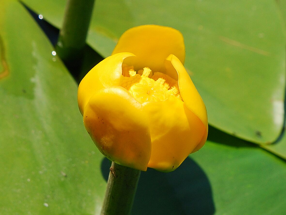 Delta Dunarii: Flora