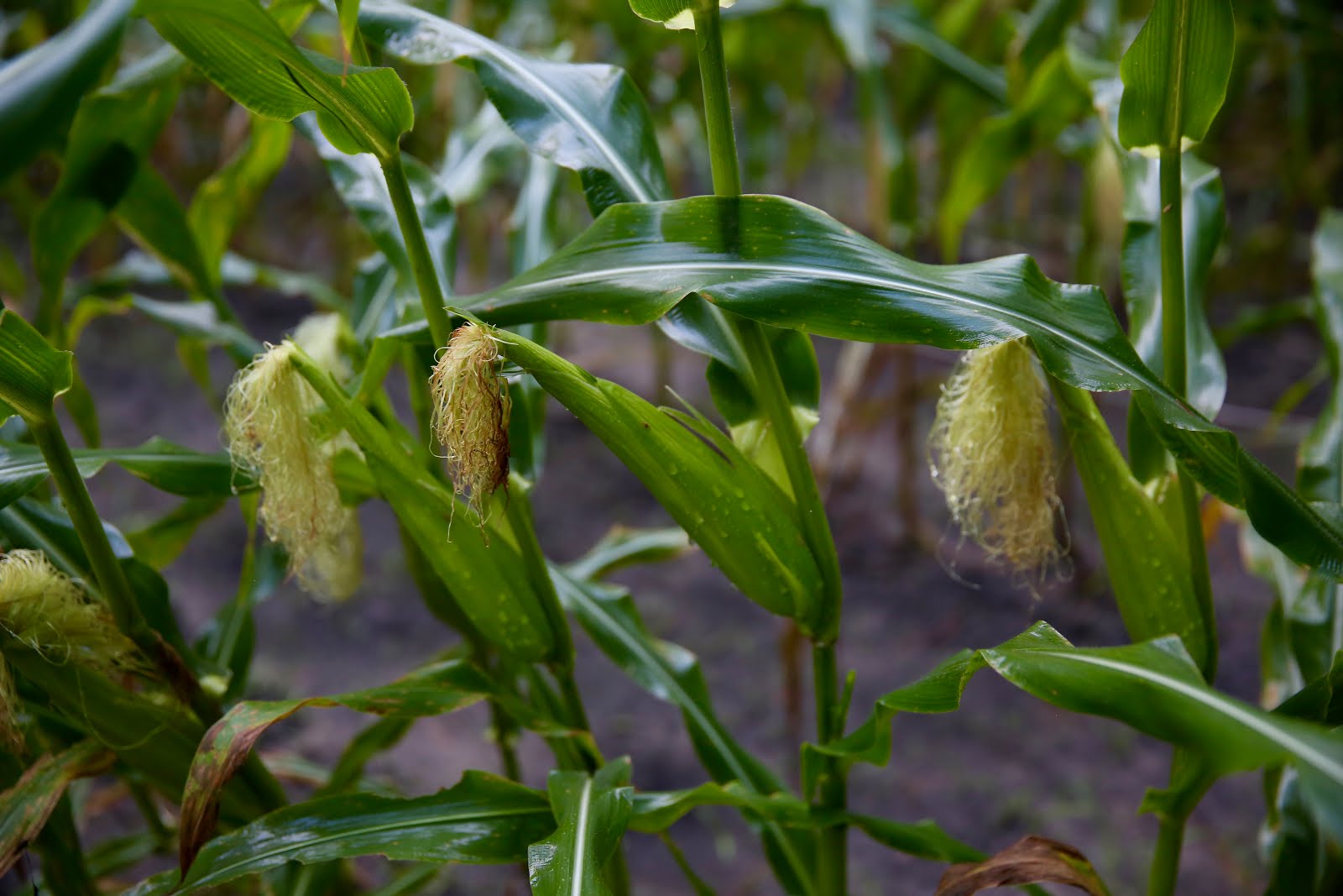 Sweet Southern Days: Growing Sweet Corn In The Garden