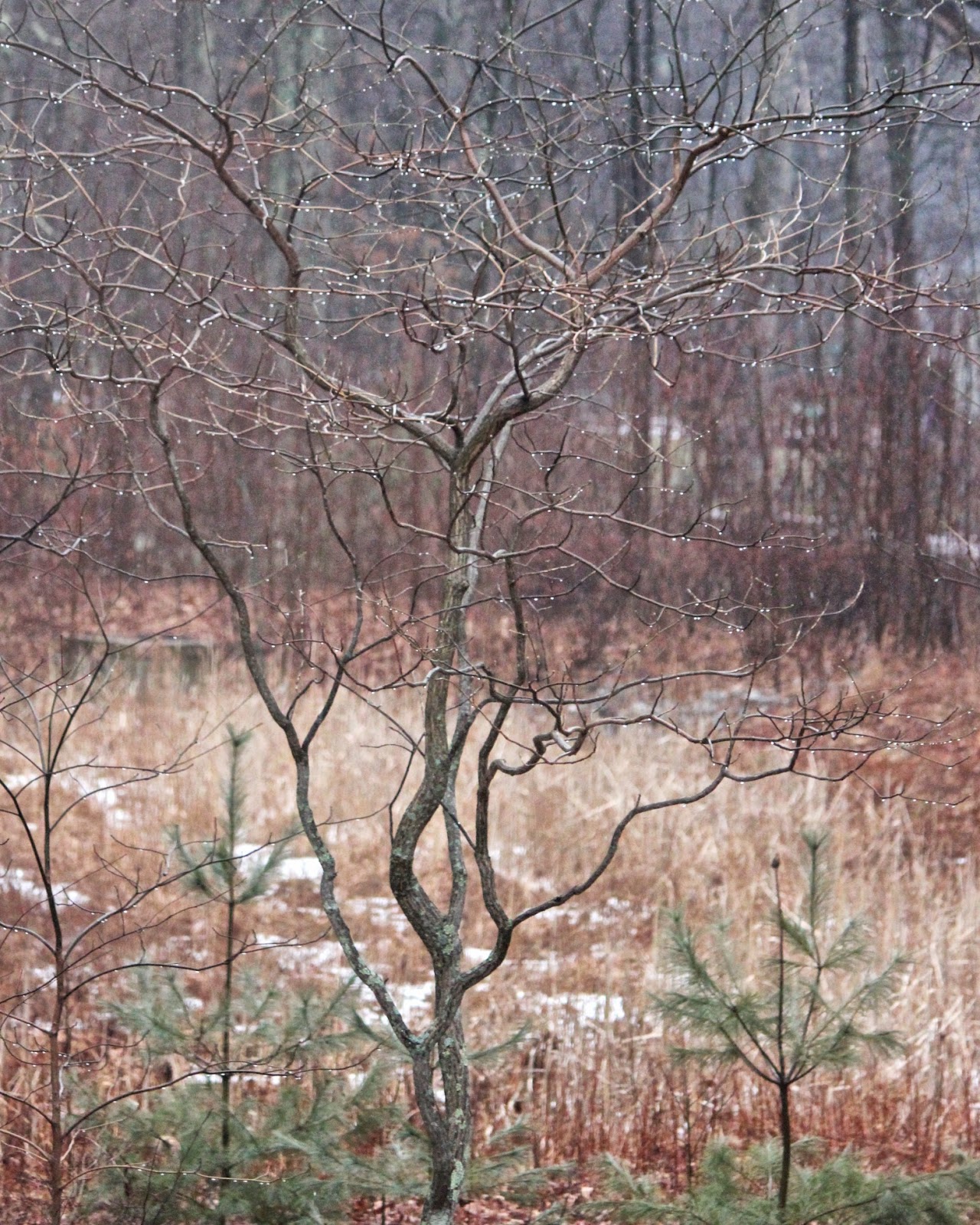 Red House Garden: Four Seasons of Sassafras