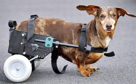 FUNNY PICS FOR YOU: Help Disabled Animals