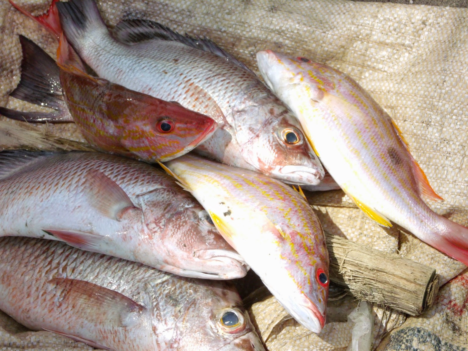 Conservando Recursos Hidrobiológicos y Pesqueros: Investigación ...