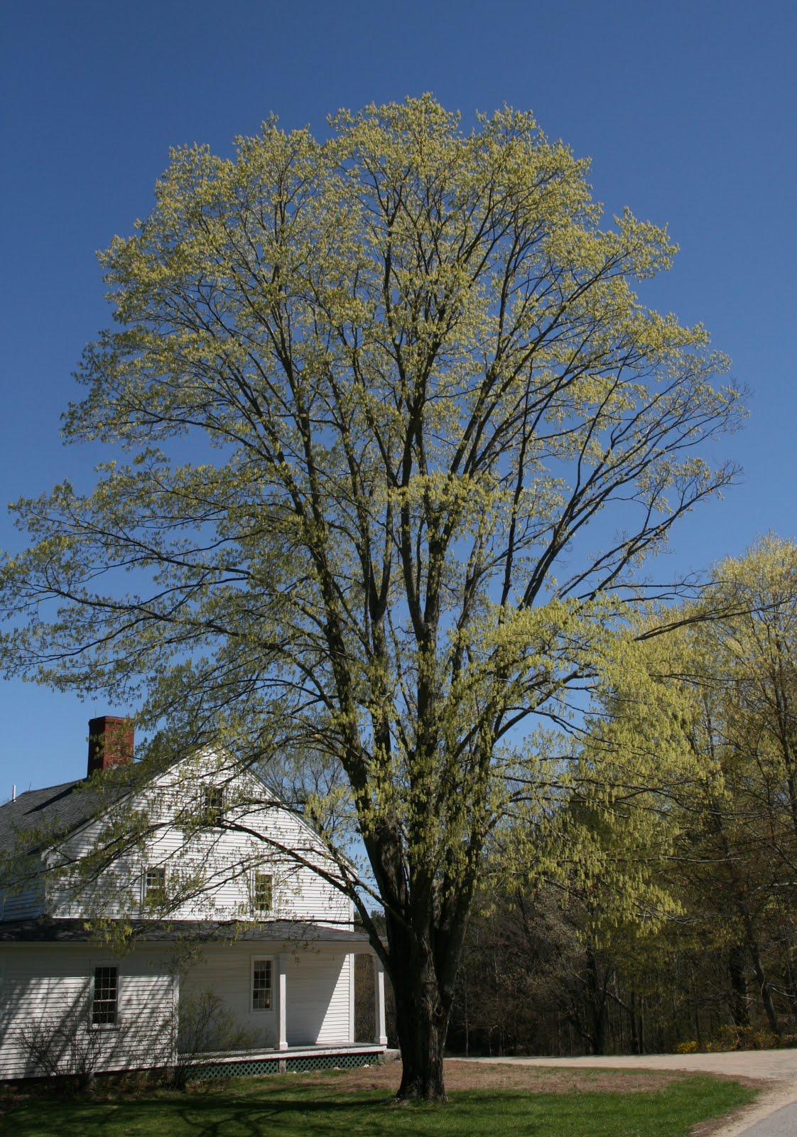 Spicebush Log: Sugar Maples in Flower