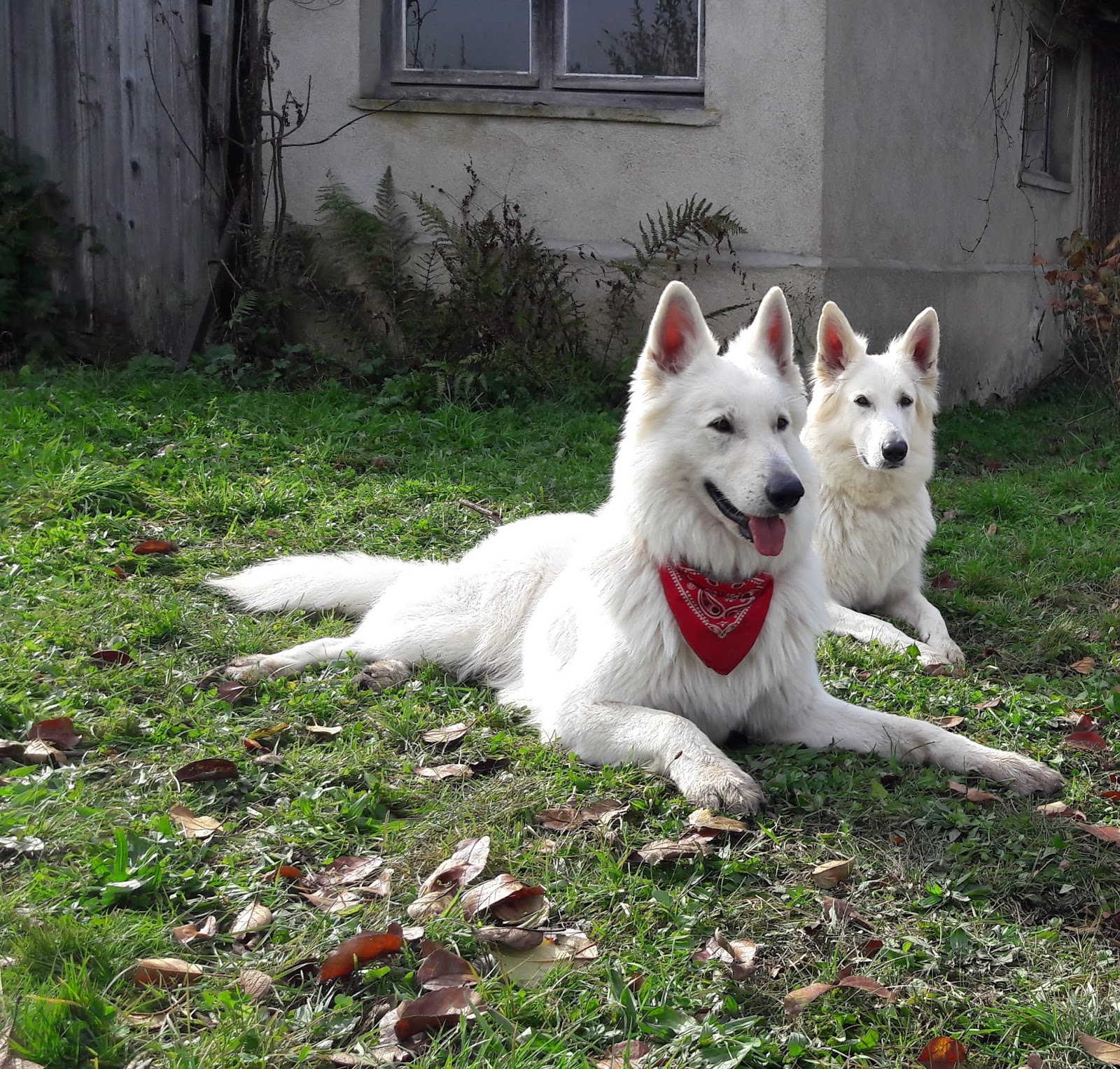 Les Loups Blancs de La Forêt du Livradois: Naissances 2018