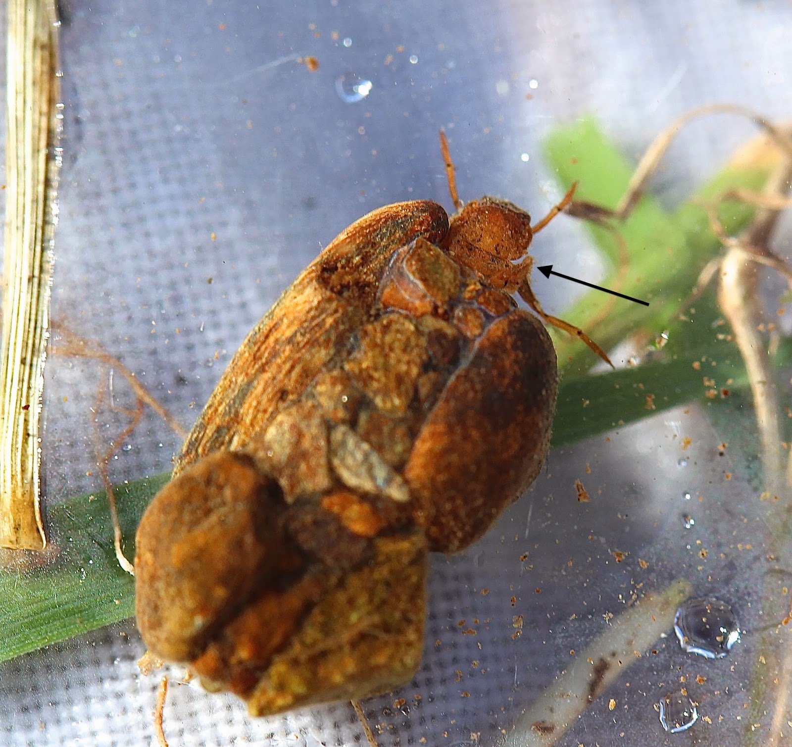 Aquatic Insects of Central Virginia: Low Water in the Small Streams in ...