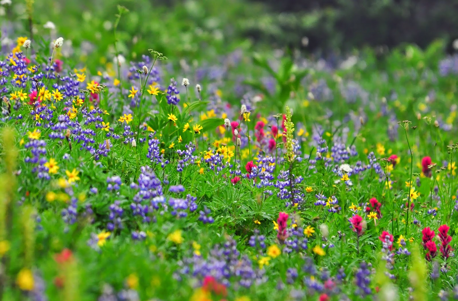 Visit Rainier: Wildflower Watch 2014 Begins!