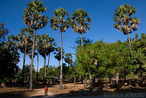 kebun siwalan: Pohon Lontar Jeneponto butuh Industri Gula