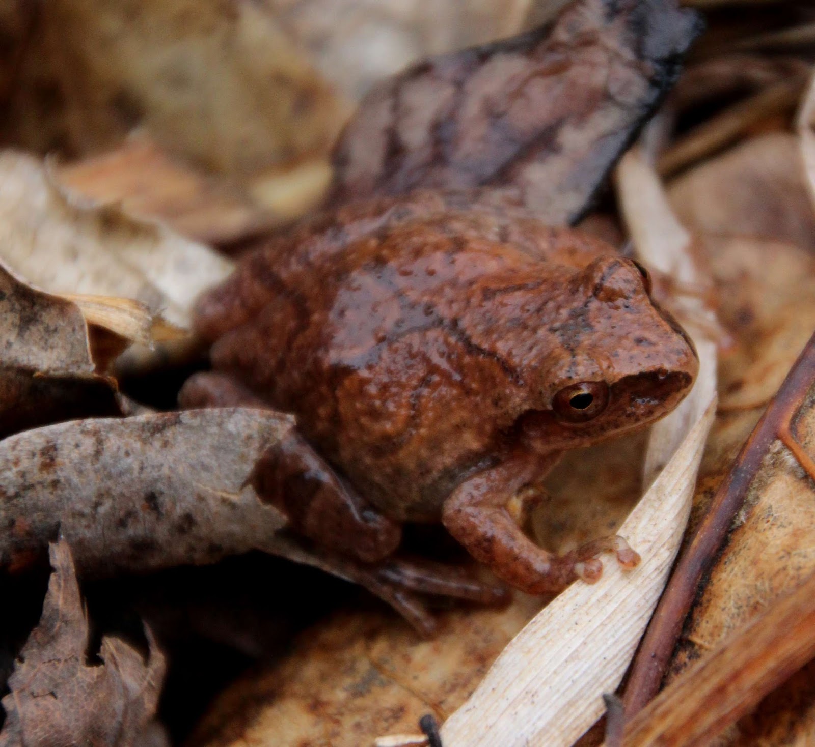 Avalonia eTrails: Night noises