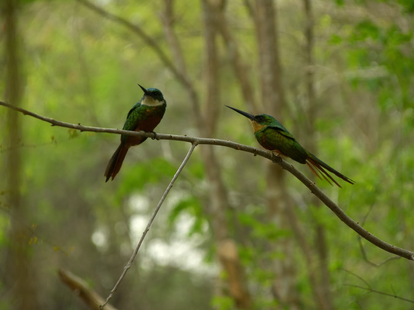 Birds Of Tobago: Rufous-tailed Jacamar (Galbula ruficauda) of Trinidad ...