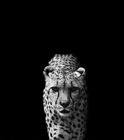 Animal Self Portrait: Animal Portraits