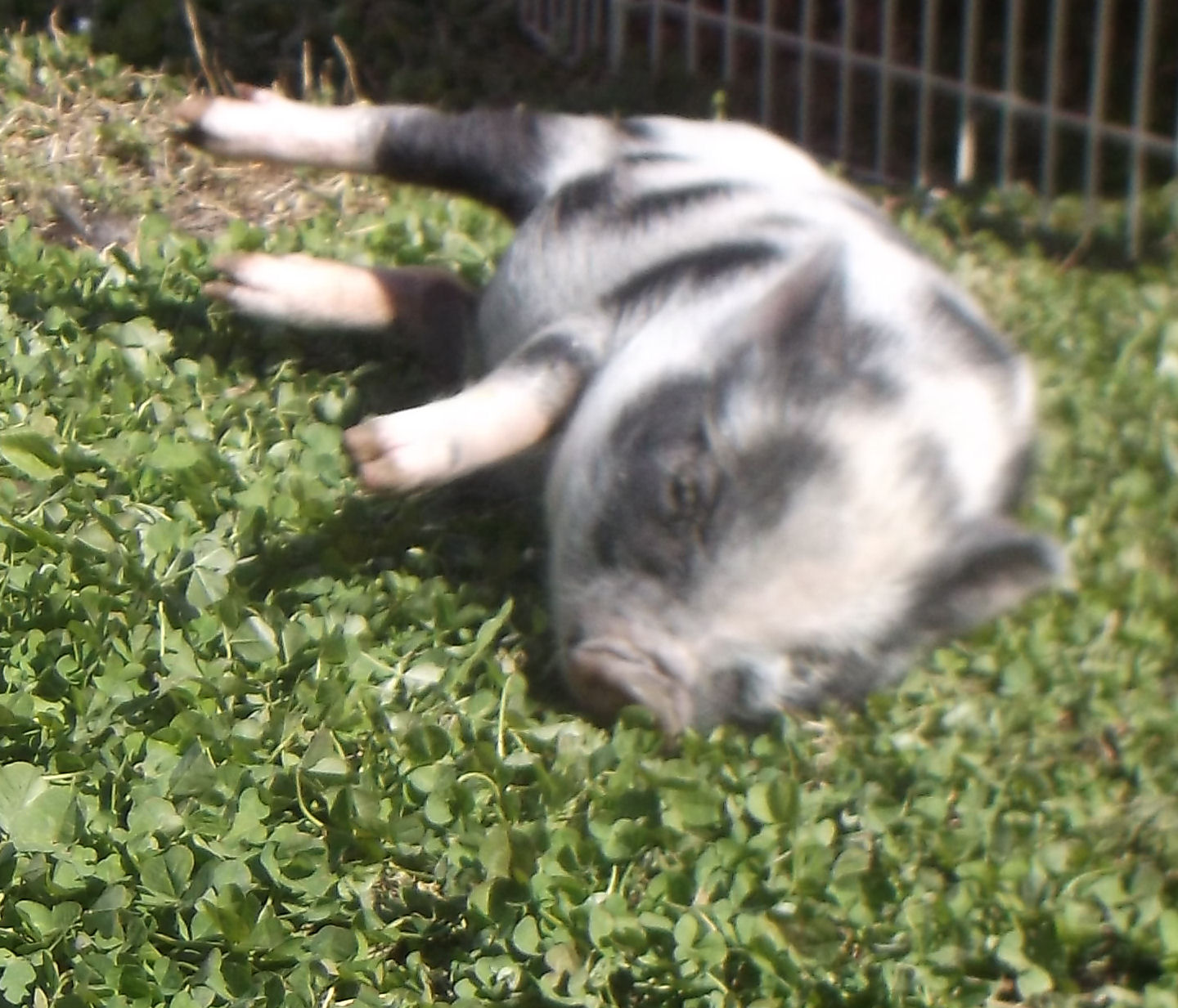 Backyard Farming on Less Than an Acre: What I've Learned About Mini ...