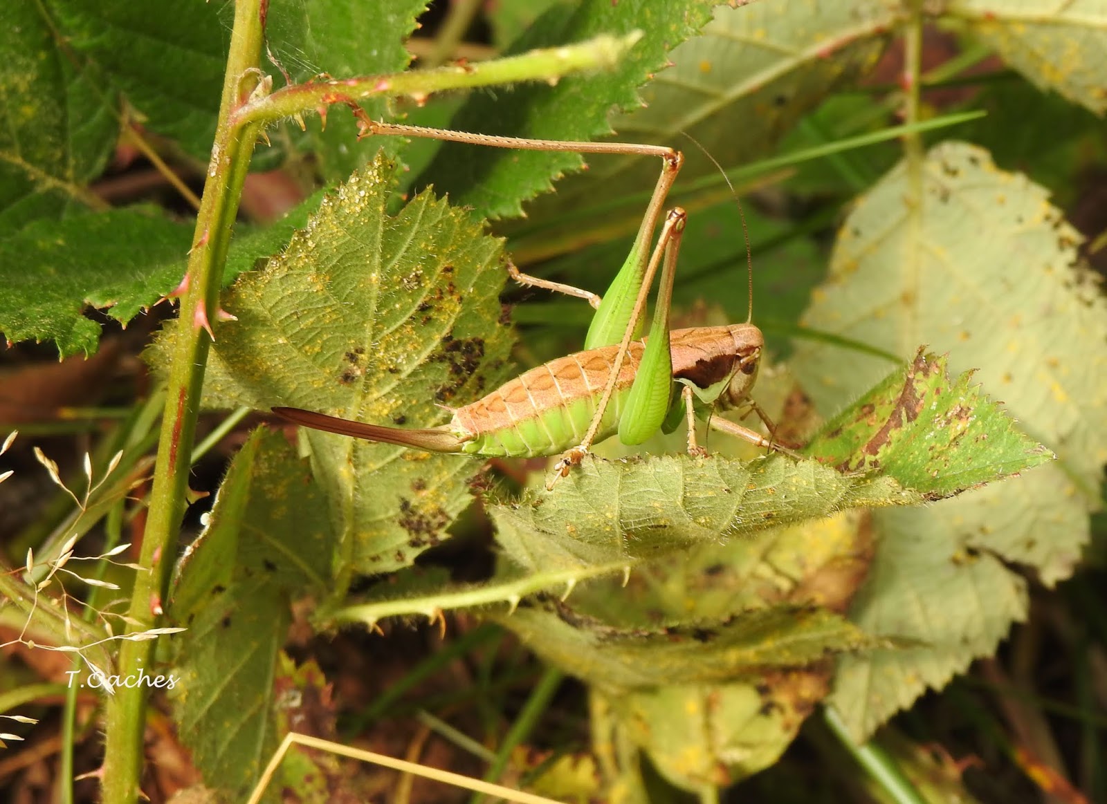 PASARI DIN ROMANIA: INSECTE (1 bis) - continuare