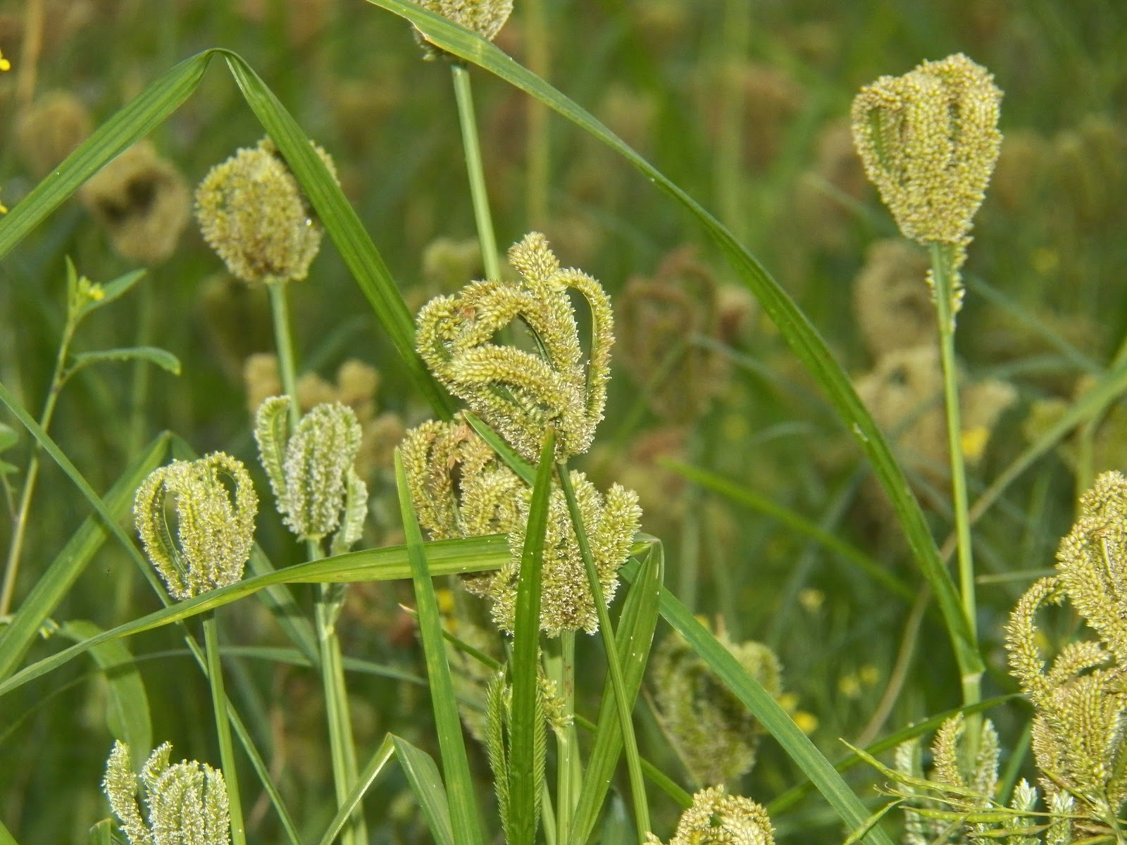 නවදැලිහේන: හේනක ‍රැයක් (පළමු කොටස)