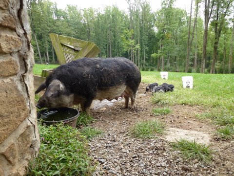 Wooly Pigs: Erno Hollo's First Litter