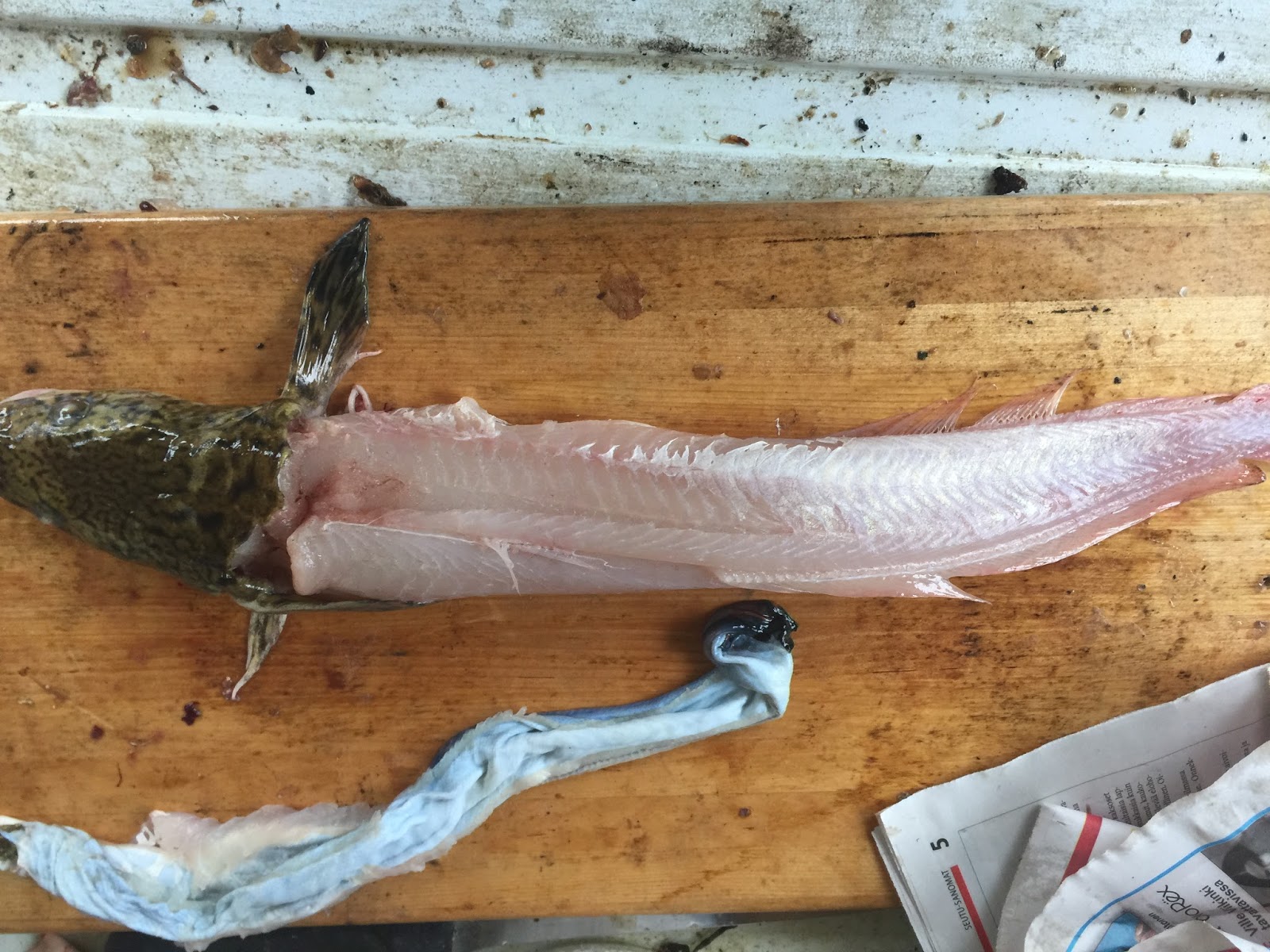 Kotimainen kala: Made.