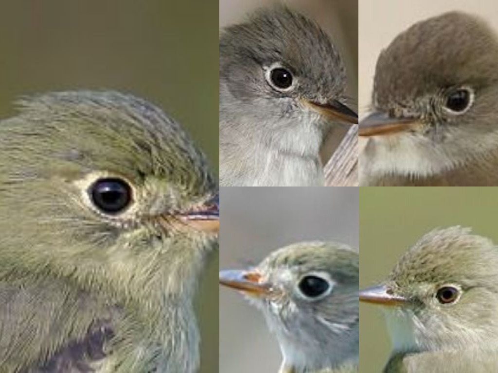 Birding Newfoundland with Dave Brown: The Identification of ...