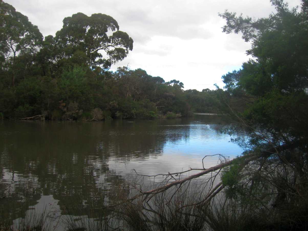 TRACKS, TRAILS AND COASTS NEAR MELBOURNE : Blackburn Lake Sanctuary