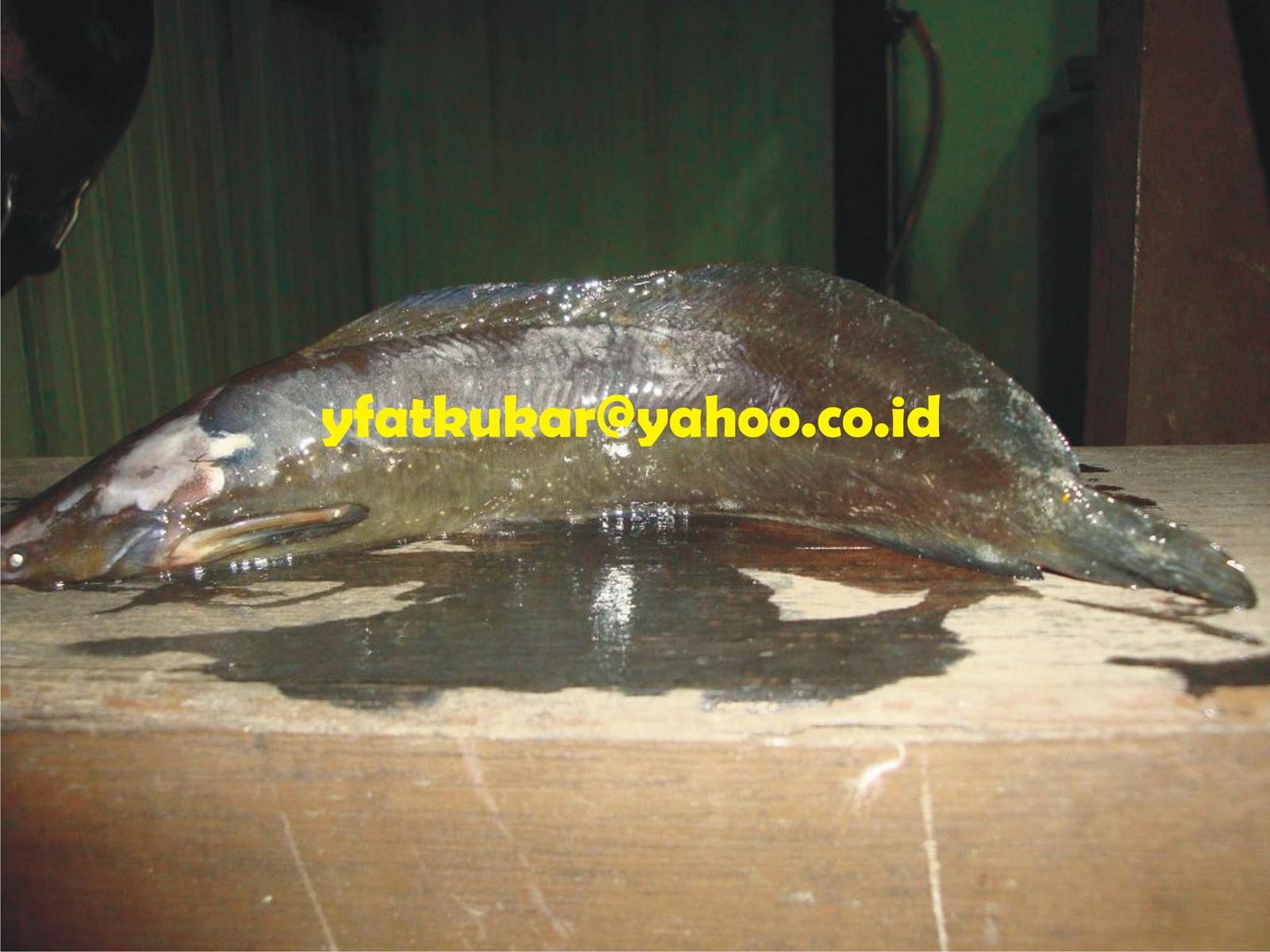 Ikan Sungai Mahakam: Puyau (Osteochilus hasselti)