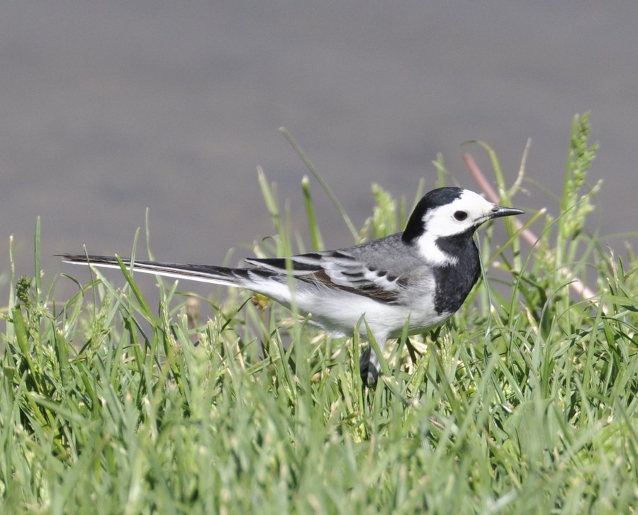 Păsări din parcuri ieșene: Codobatura albă