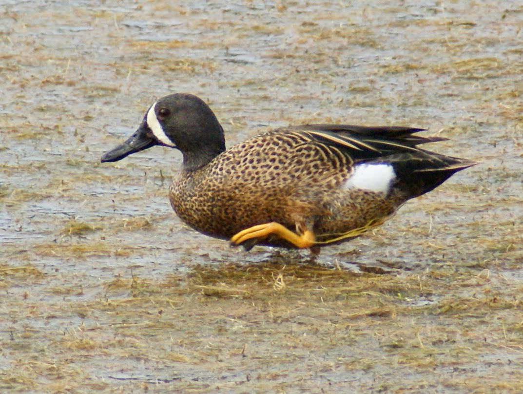 SE Texas Birding & Wildlife Watching: Texas Coast Trip 4: The Final Leg