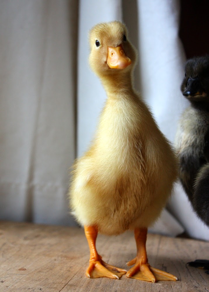 lil fish studios: teacup duck