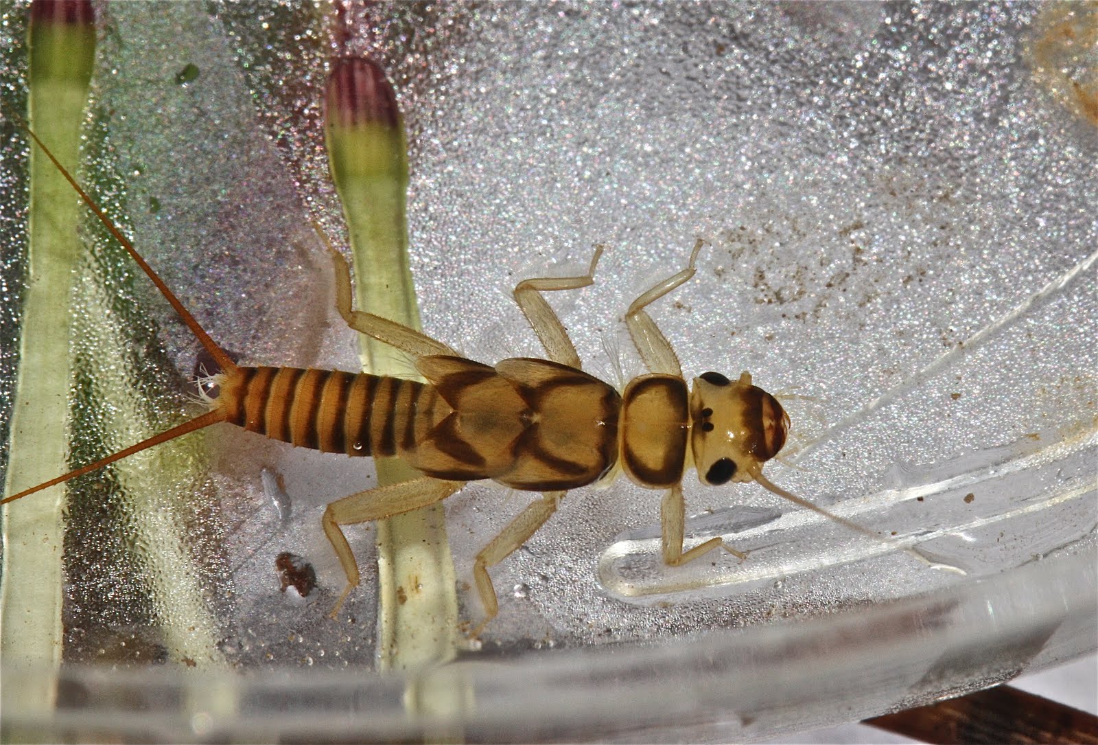 Aquatic Insects of Central Virginia: Why Are Summer Insects So Small?