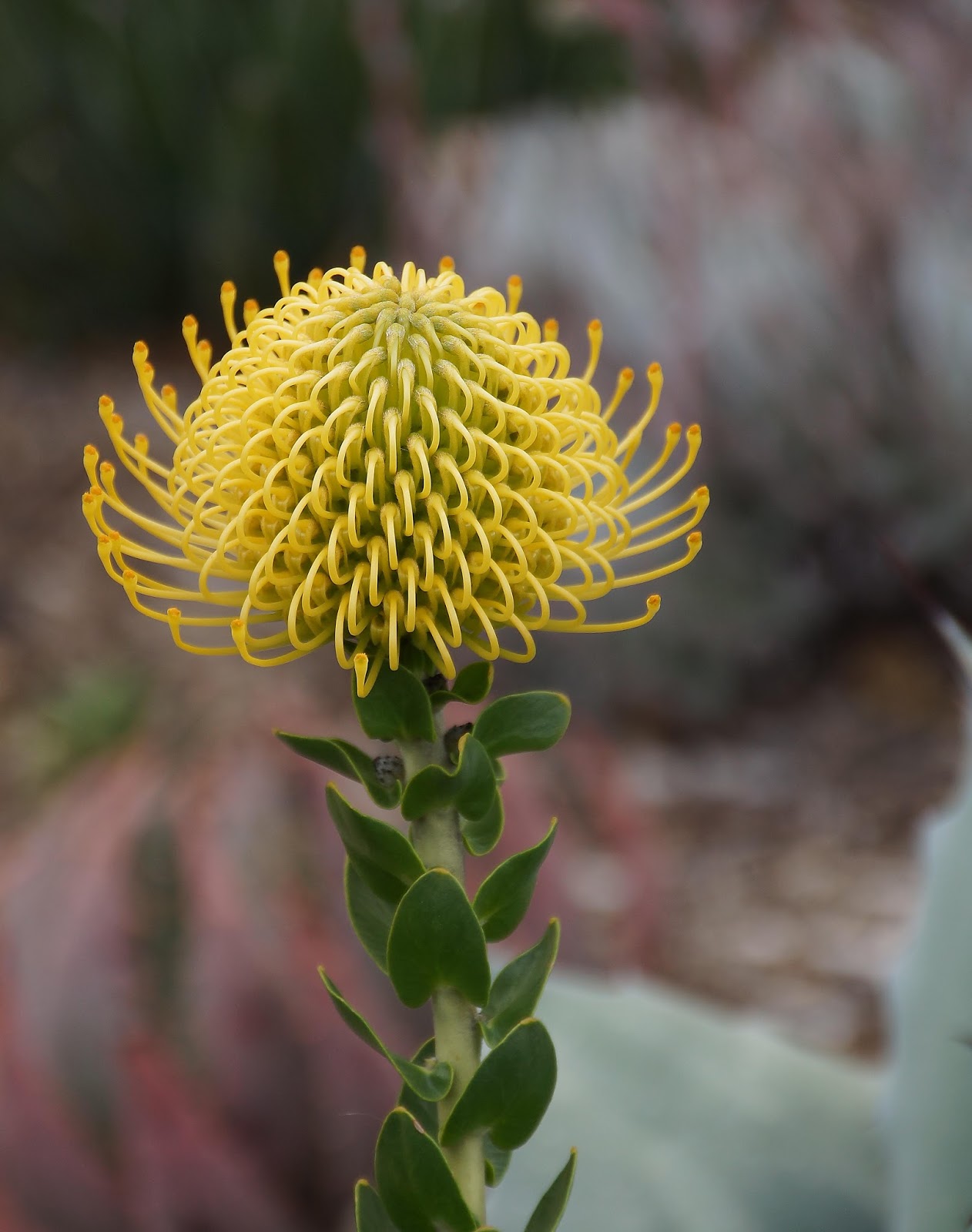 Leucospermum Bloom Day March 2016