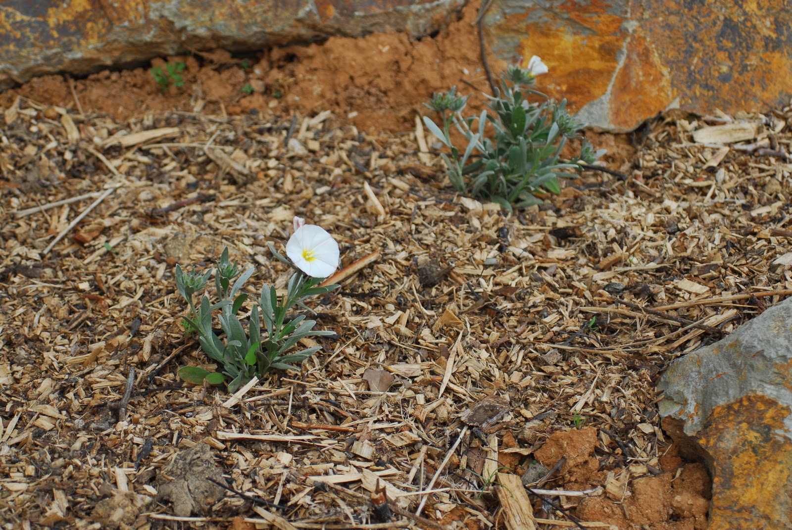 Mediterranean Gardens: Mediterranean climate lawns and groundcovers