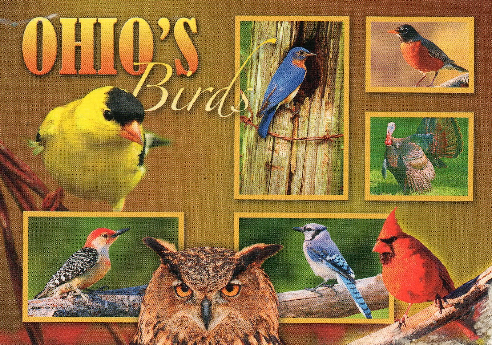 The World In Our Mailbox: Ohio Birds