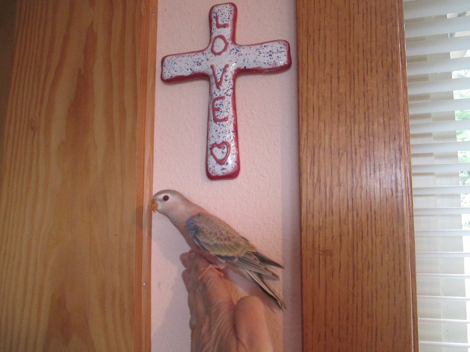 The Splendid Bourke Bird Blog: Pale Fallow or blue-edged Cream Bourke ...