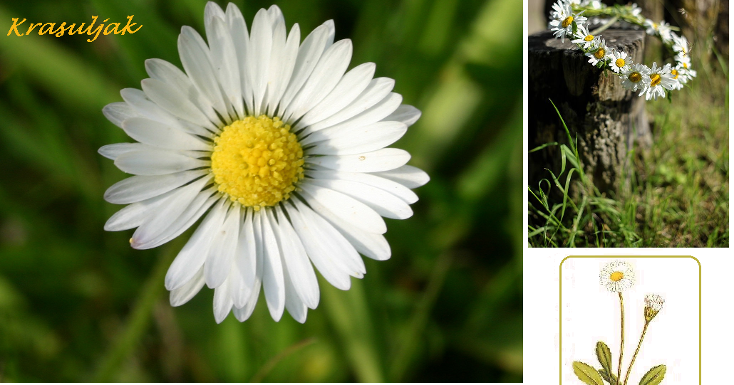 101 cvet : Bela rada - sunčeva nevesta i simbol čednosti i odane ljubavi