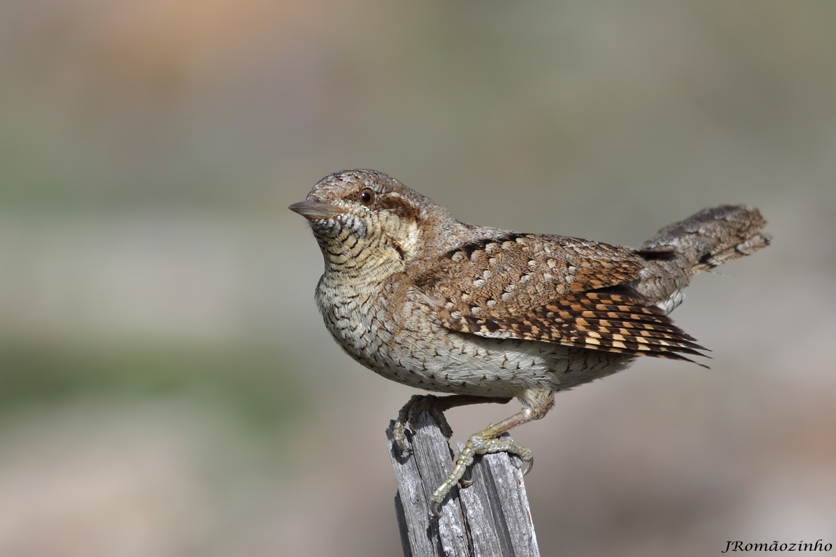Pescador de aves: Torcicolo