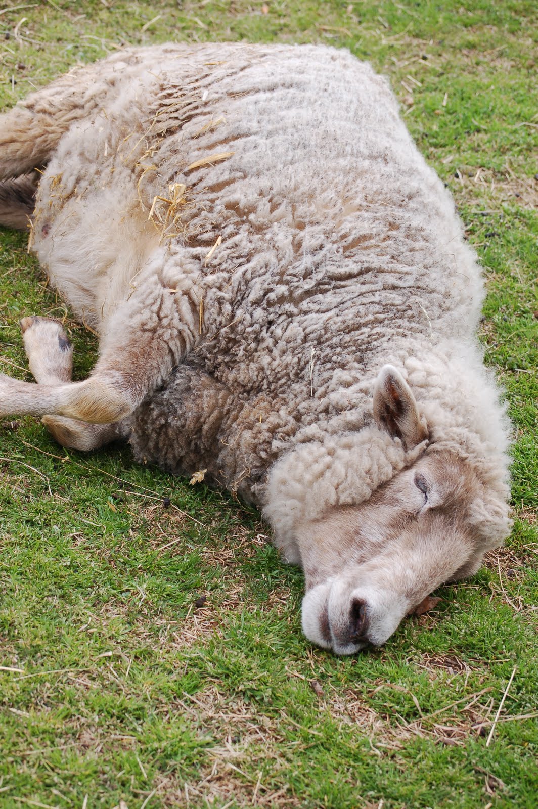 The Newlin Family: First Visit to Mamont