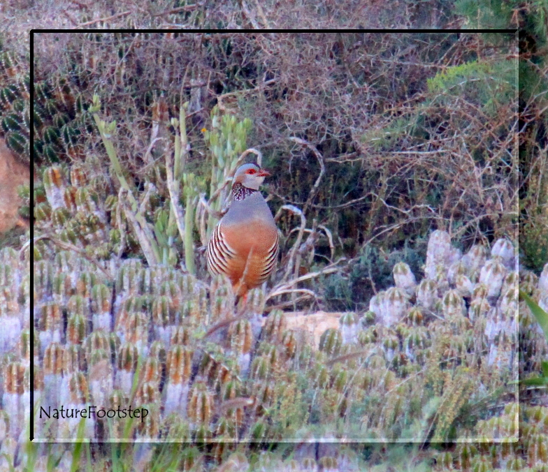 NatureFootsteps Moroccan birds: Klipphöna - Alectoris barbara - Barbary ...