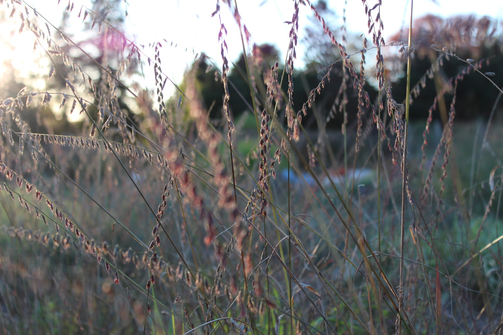 Lovegrass Farm: Close Up and Personal Photos of Ornamental Grasses